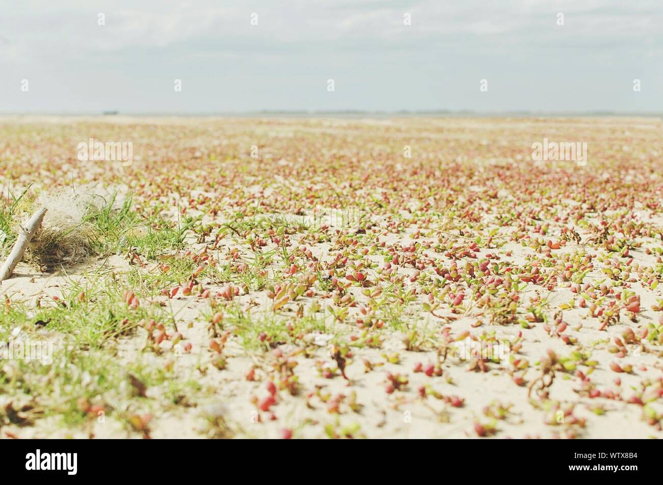 India flowers field hi-res stock photography and images - Alamy