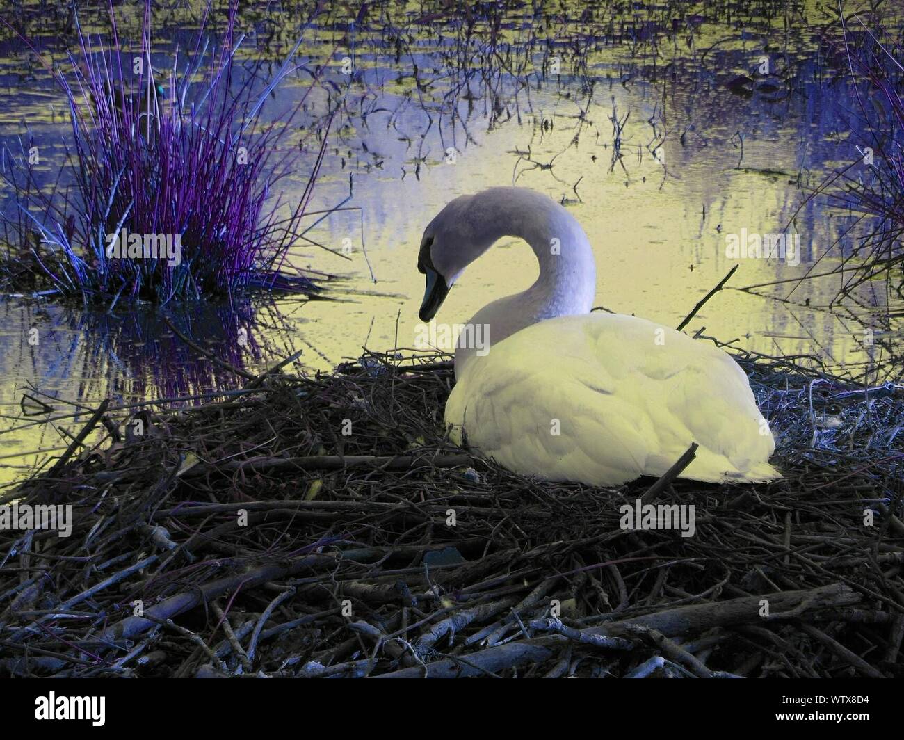 Swan Sitting In Nest High Resolution Stock Photography and Images - Alamy