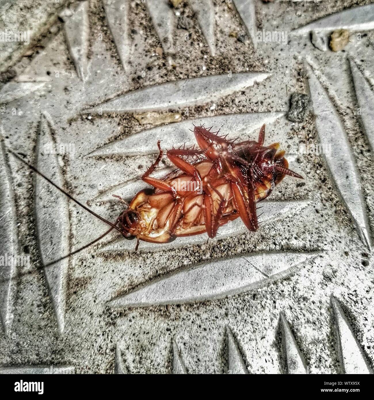Cockroach dead cockroach hi-res stock photography and images - Alamy