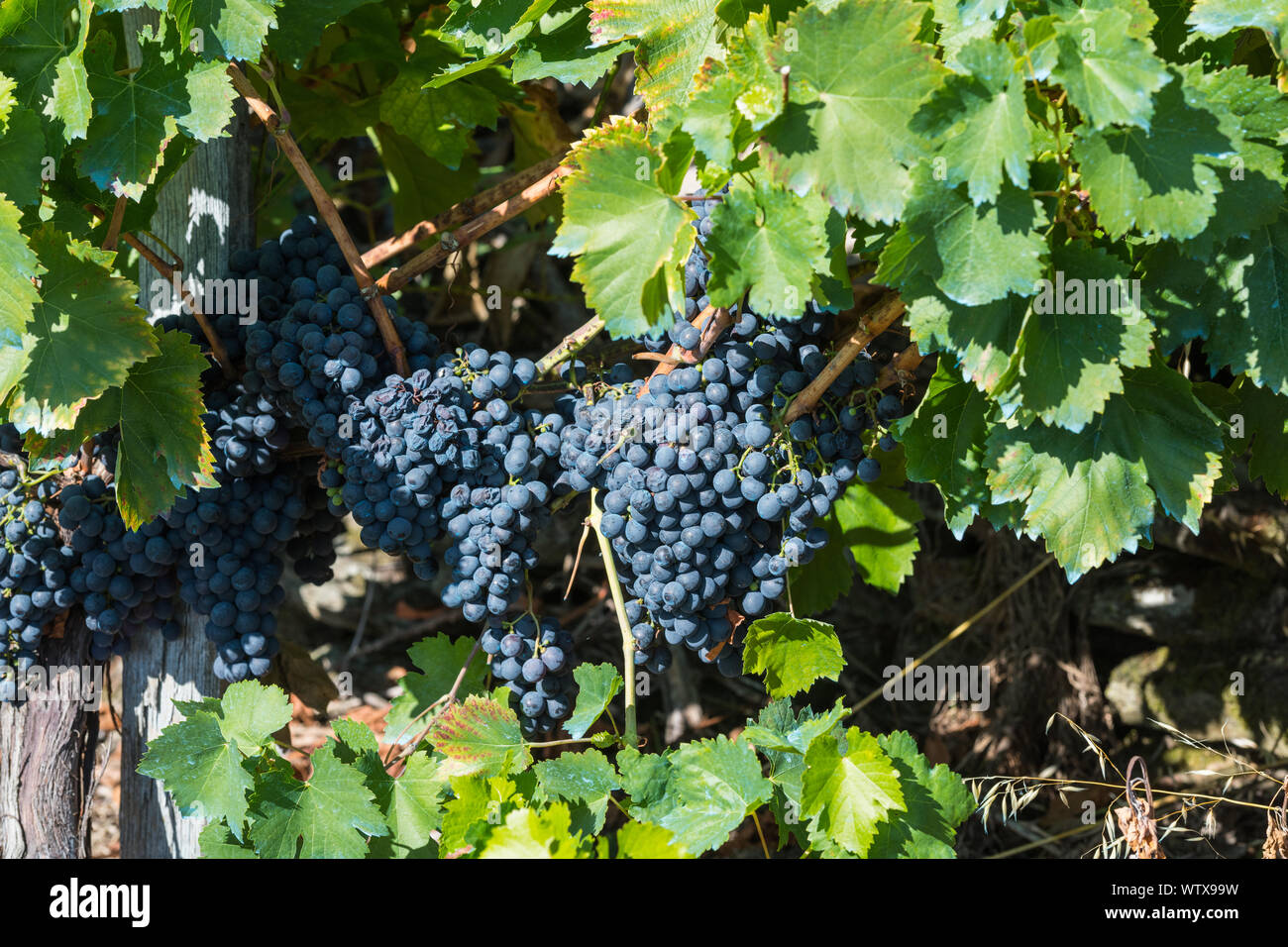 Red grape vines in espalier treated with sulphate in Ribera Sacra ...