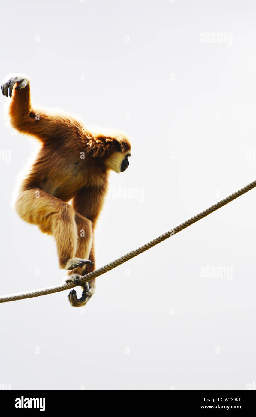 Acrobatic animal hi-res stock photography and images - Alamy