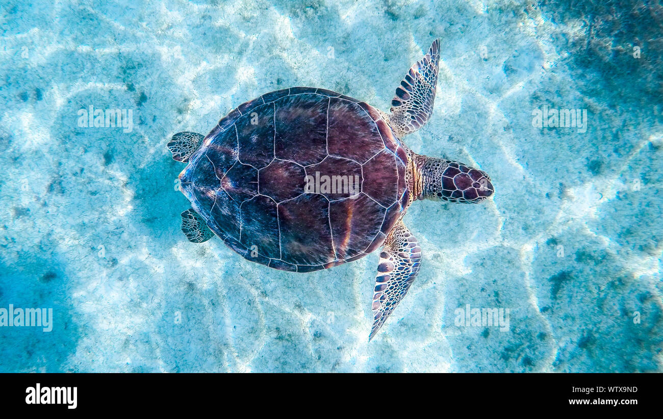 Turtle Shell Top View High Resolution Stock Photography and Images - Alamy