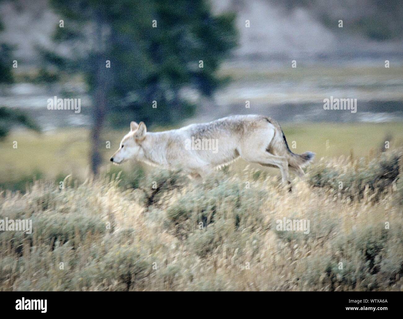 Wolf In Grass Field High Resolution Stock Photography and Images - Alamy