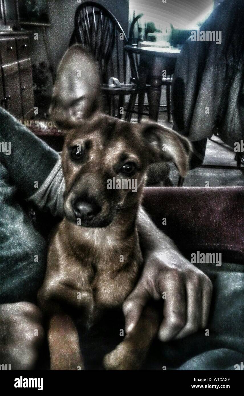 Lap dog man hi-res stock photography and images - Alamy