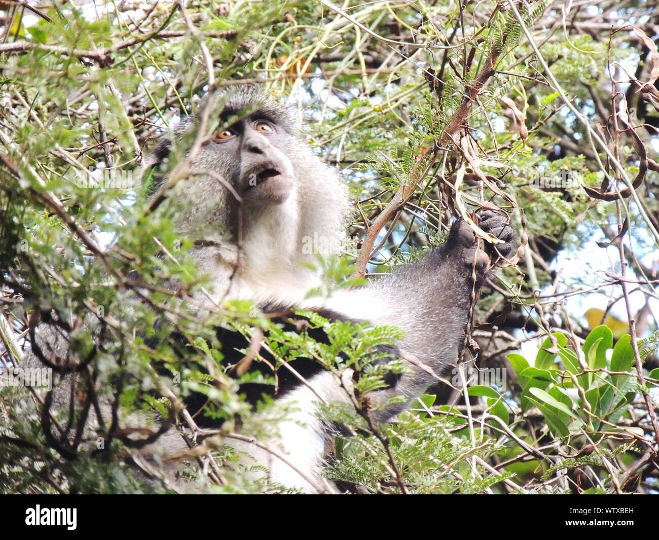 Mona monkey up close hi-res stock photography and images - Alamy