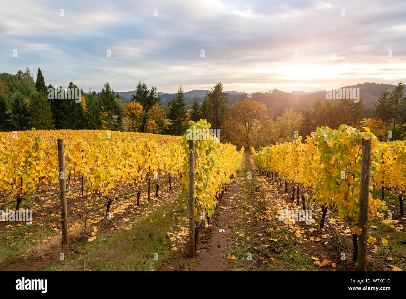 Fall grape leaves and vines hi-res stock photography and images - Alamy