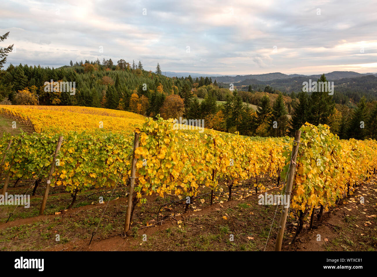 Fall grape leaves and vines hi-res stock photography and images - Alamy