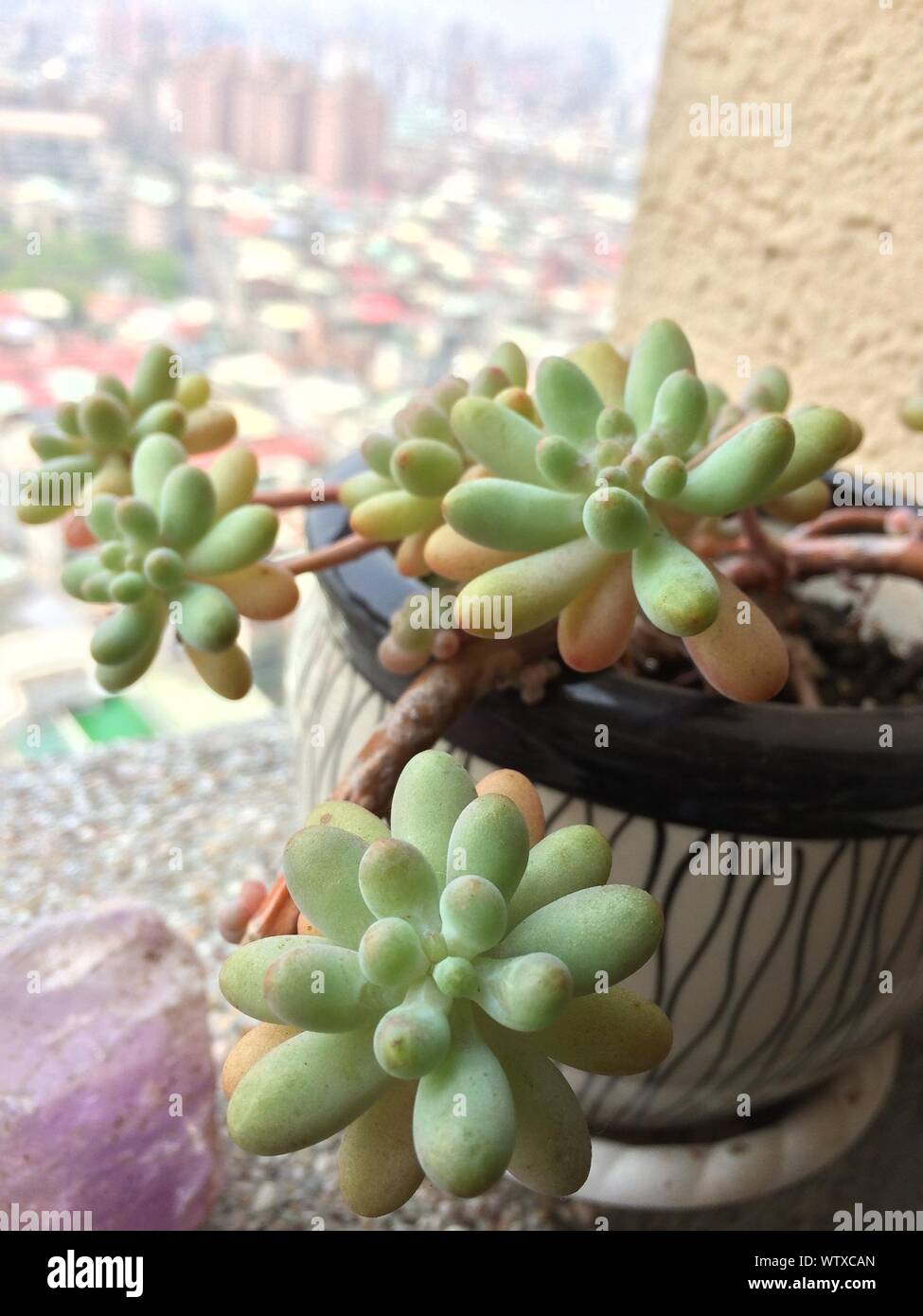 Xerophyte High Resolution Stock Photography and Images - Alamy