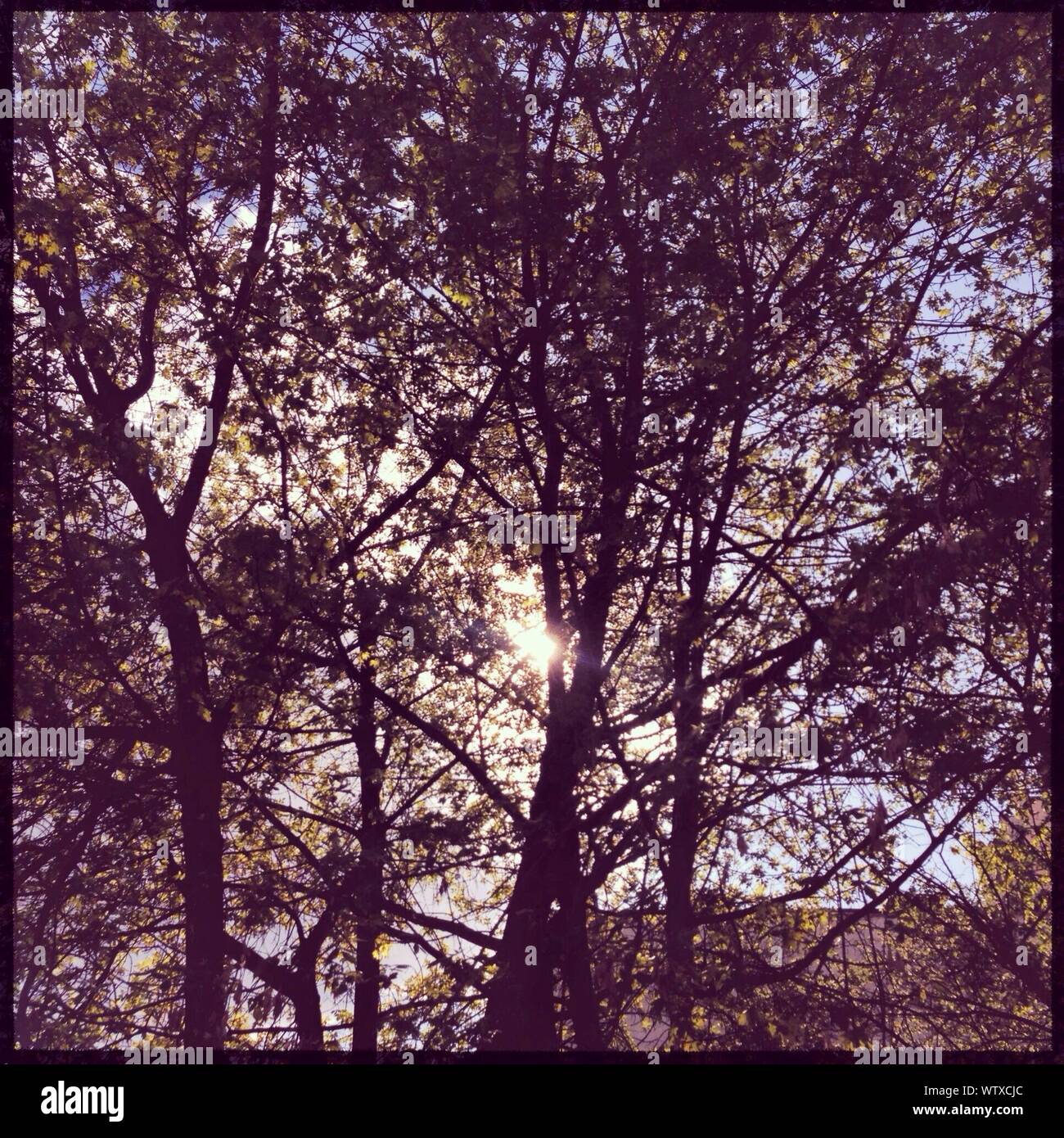 Canopy of the tree hi-res stock photography and images - Alamy