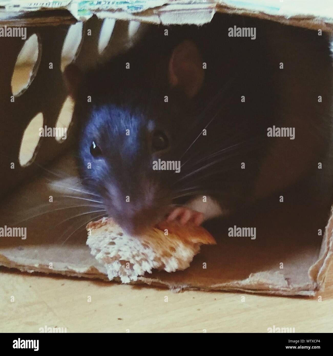 Rat box hi-res stock photography and images - Alamy