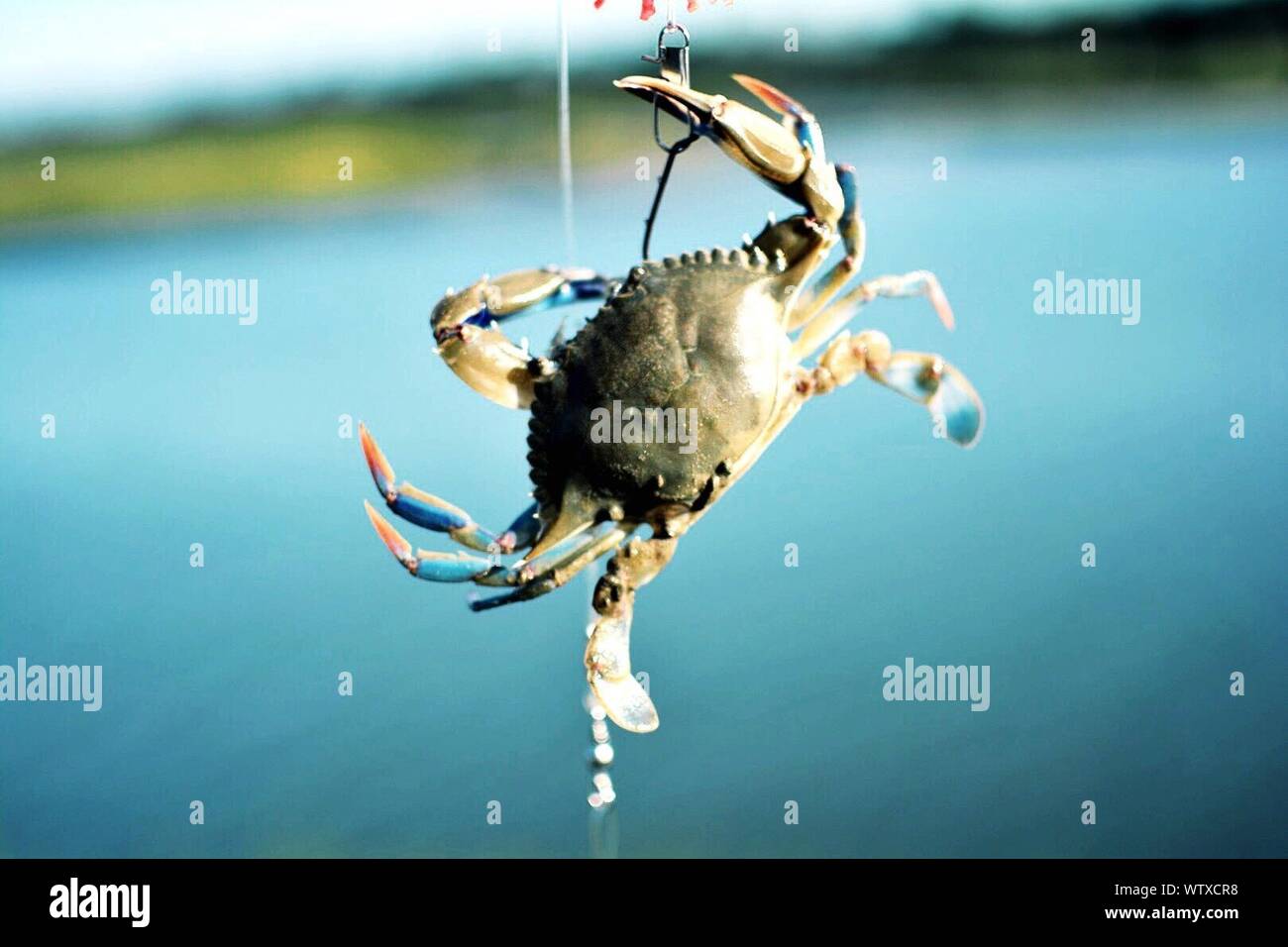 Crab fishing line hi-res stock photography and images - Alamy