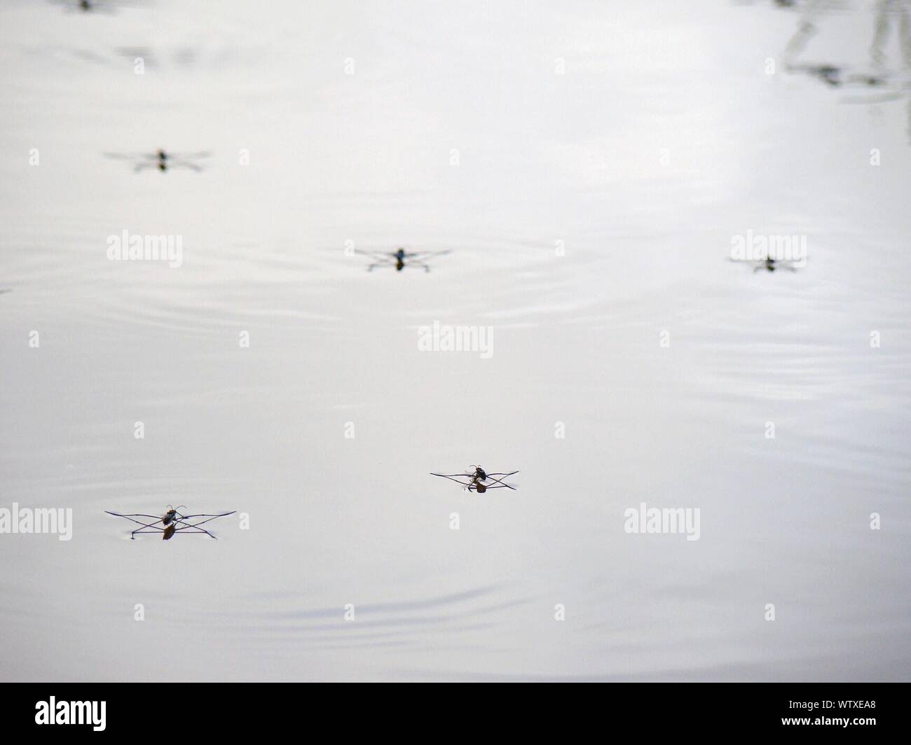 Water striders hi-res stock photography and images - Alamy