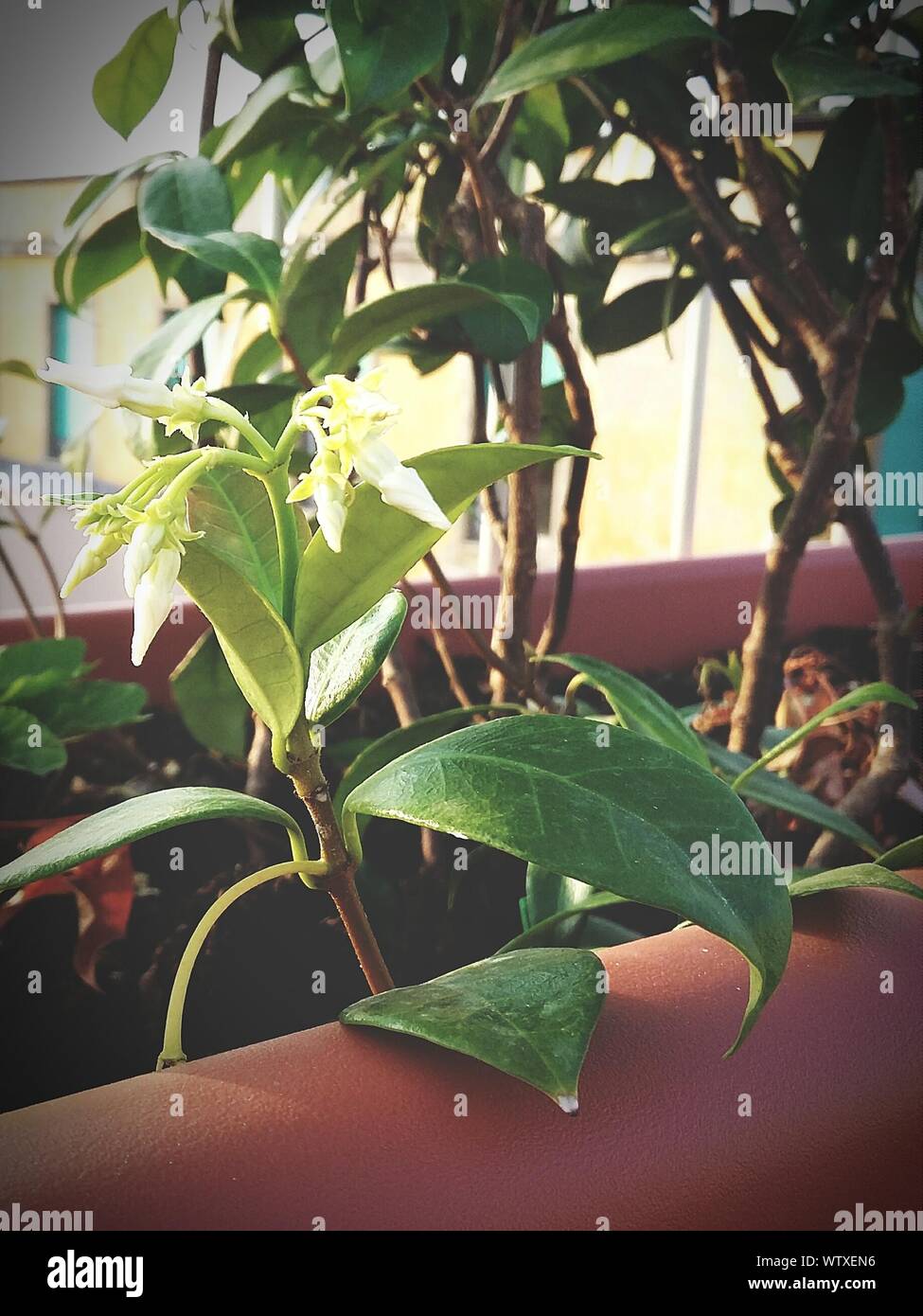 Potted Jasmine Plant Stock Photos & Potted Jasmine Plant Stock Images ...
