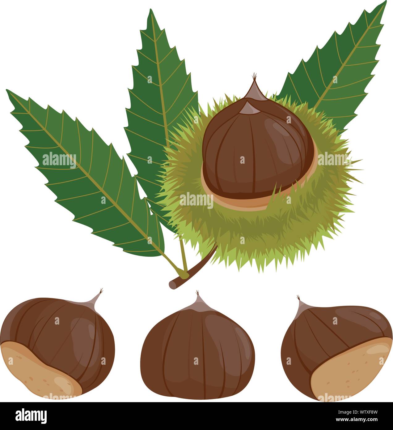 Sweet chestnut plant and fruit. Vector illustration Stock Vector Image ...
