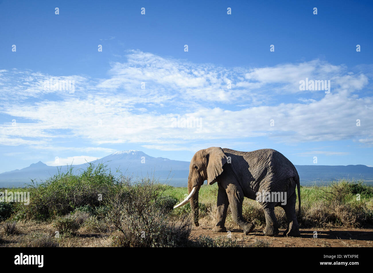 Elephant on side of mountain hi-res stock photography and images - Alamy