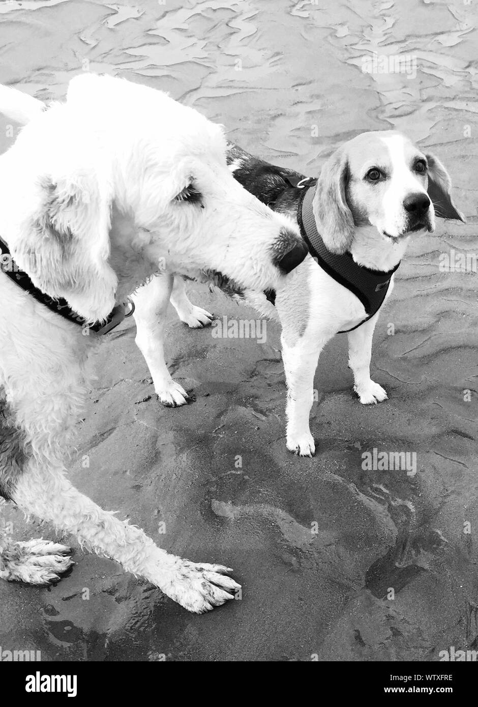 Two dogs on beach hi-res stock photography and images - Alamy
