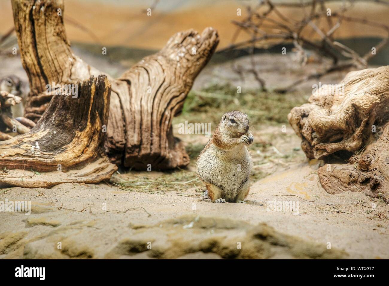 Squirrel On Sand At Beach Stock Photo - Alamy