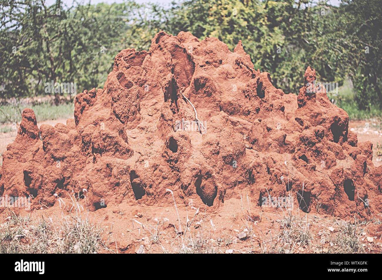 An anthill hi-res stock photography and images - Alamy