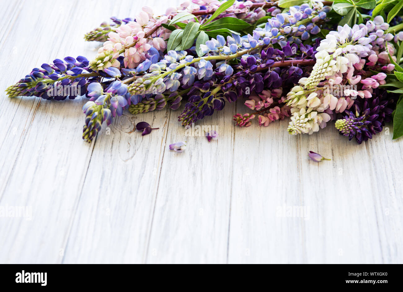 Pink and purple lupine flowers border on a old wooden background Stock ...