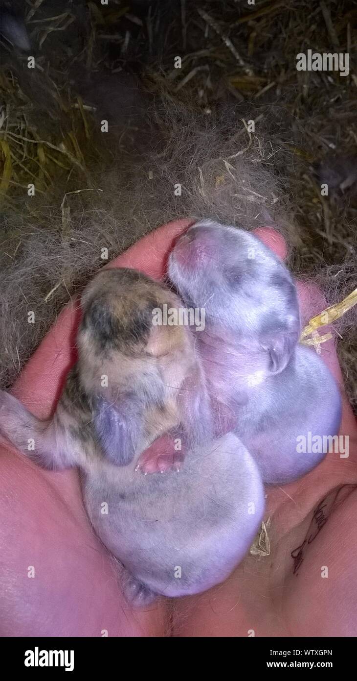 Baby Rabbits High Resolution Stock Photography and Images - Alamy