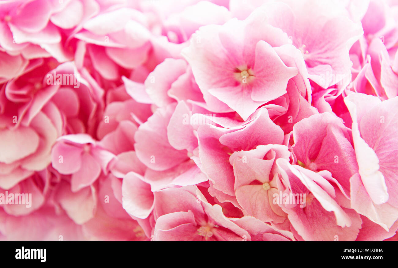Pink flowers of hydrangea close-up. Natural hydrangea flowers ...