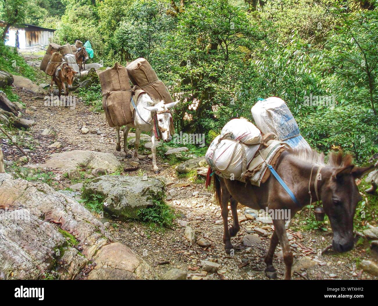 Donkey carrying goods hi-res stock photography and images - Alamy