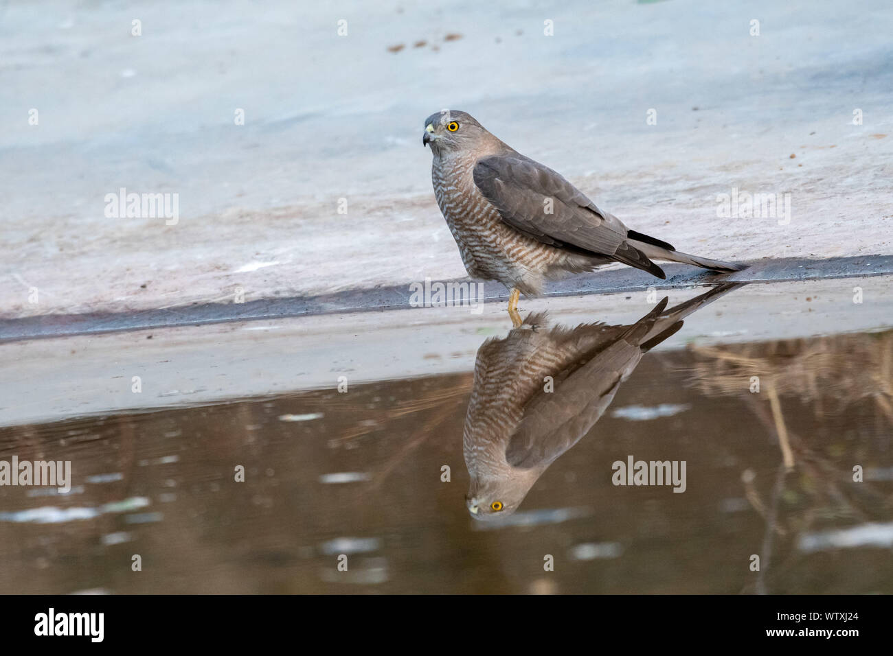 Shikra or Accipiter badius or little banded goshawk quenching thirst ...