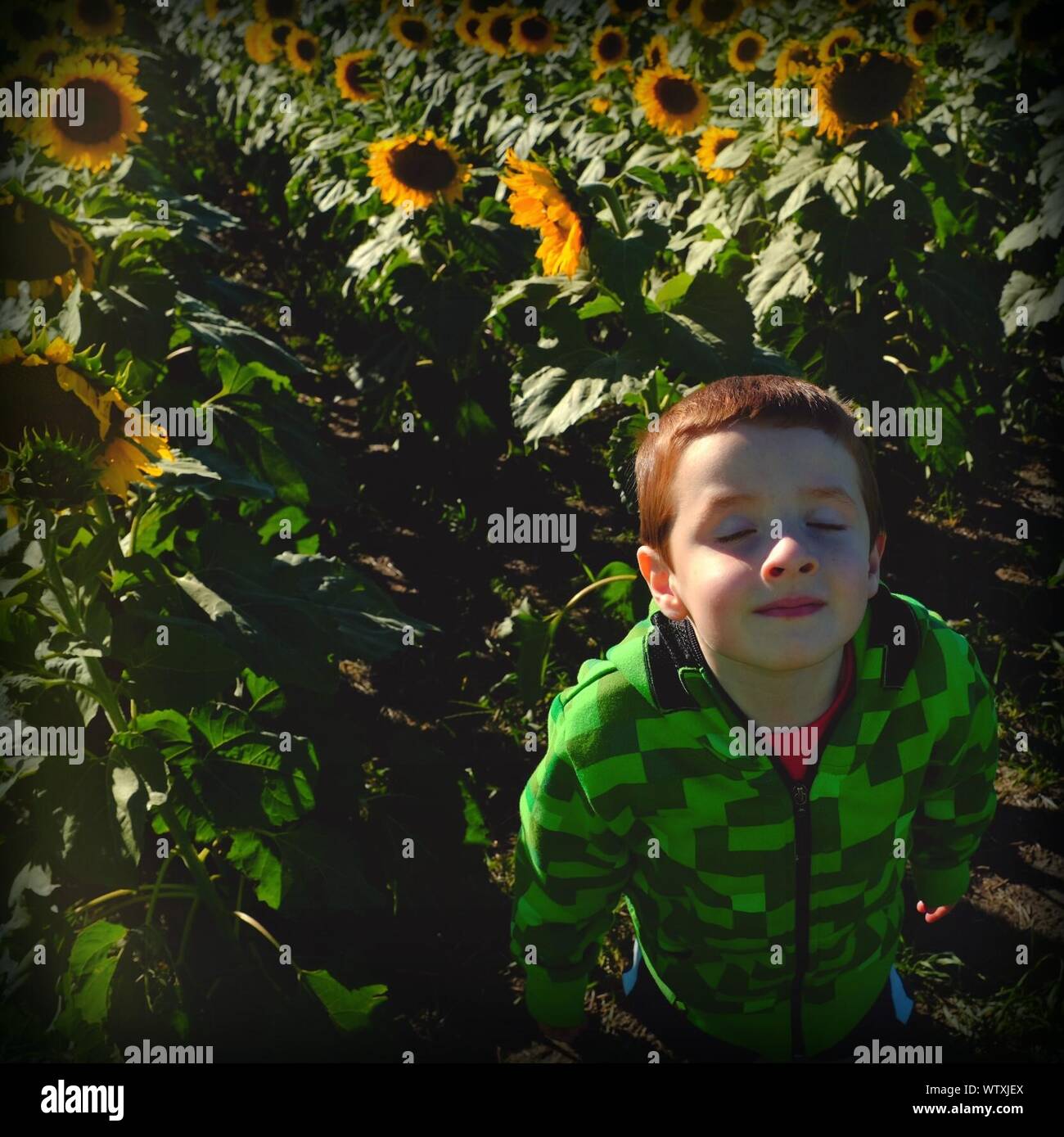 Boy sunflower hi-res stock photography and images - Alamy