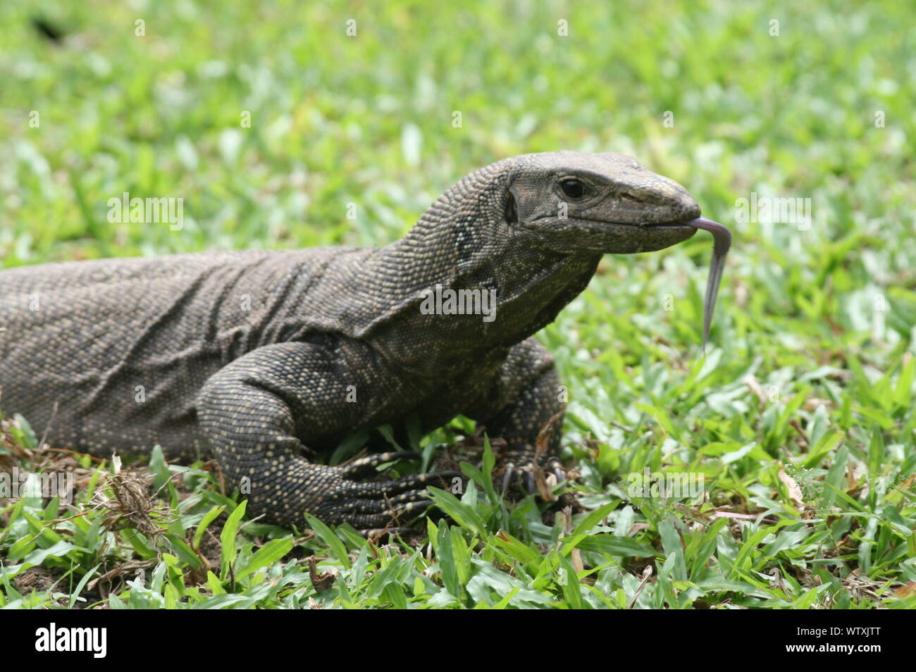 Reptile eating insect hi-res stock photography and images - Alamy