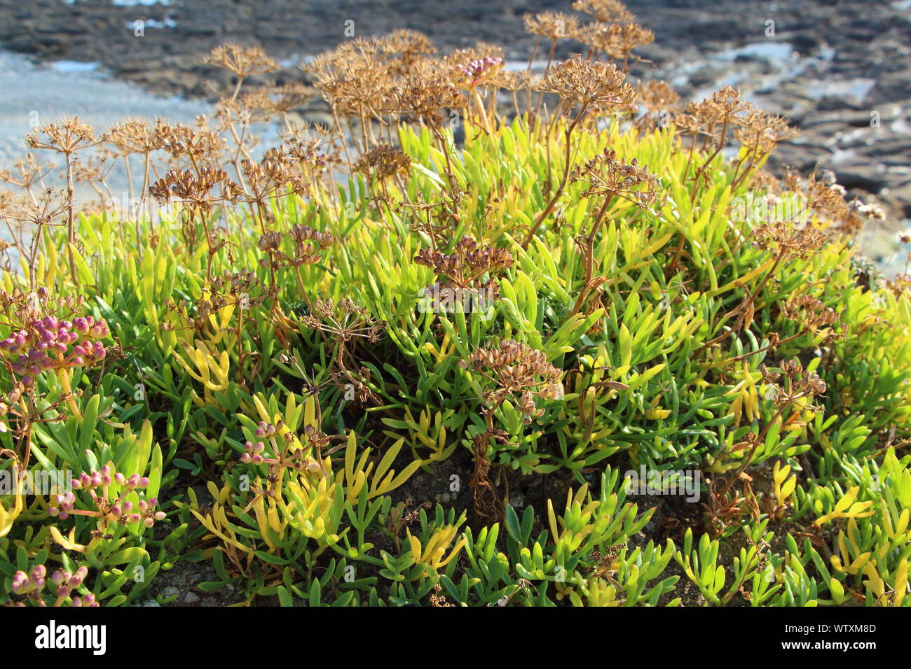 Samphire plant hi-res stock photography and images - Alamy