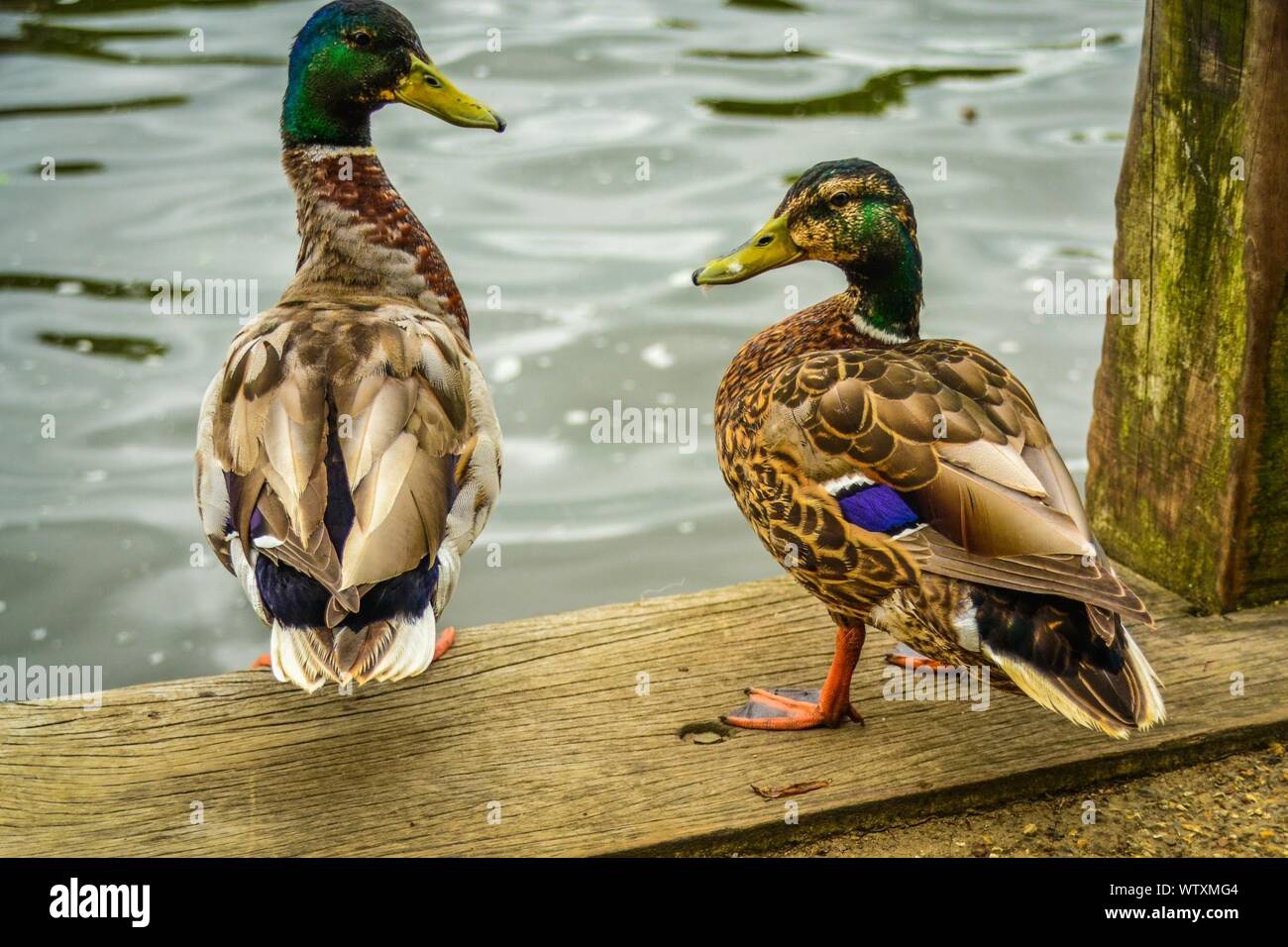 Rear View Of Two Ducks By The Lake Stock Photo - Alamy