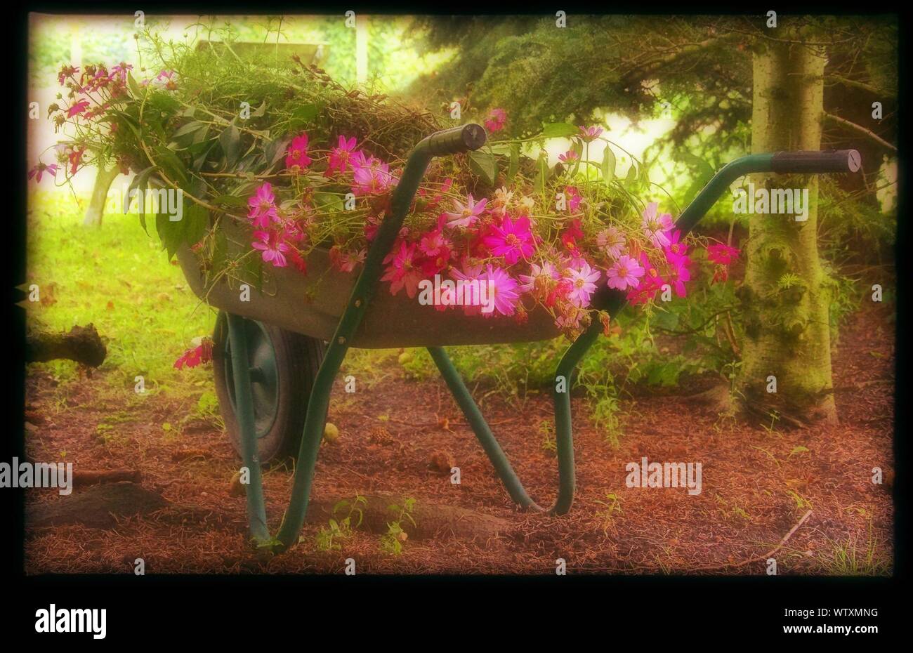 Wheelbarrow Flowers High Resolution Stock Photography and Images - Alamy