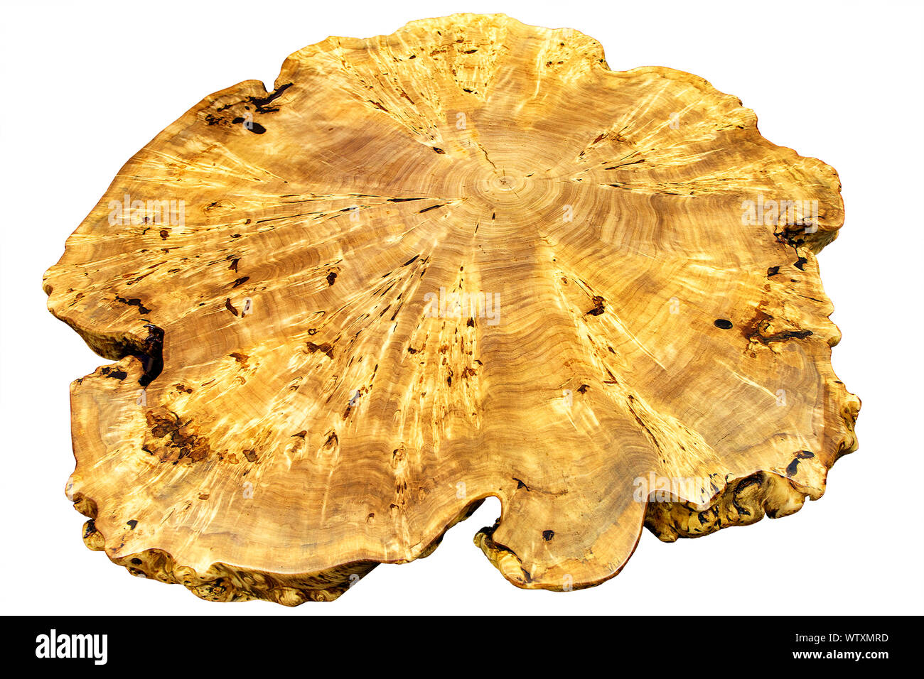 Beautiful rays on a cross section of a tree trunk on the root system ...