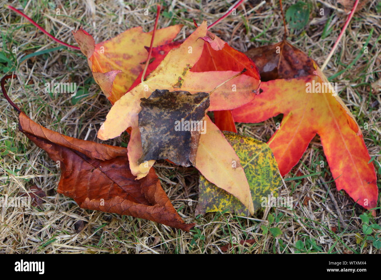 Dead leaves leaf hi-res stock photography and images - Alamy