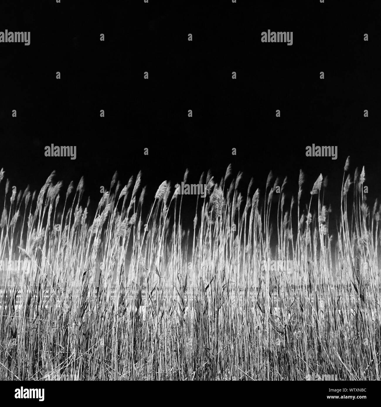 Reeds beach hi-res stock photography and images - Alamy