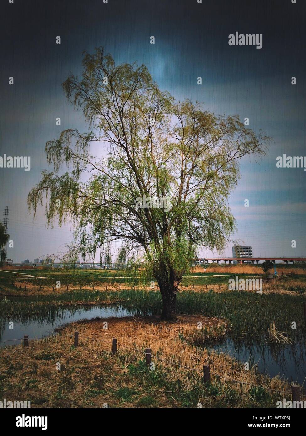 Lonesome Tree High Resolution Stock Photography and Images - Alamy