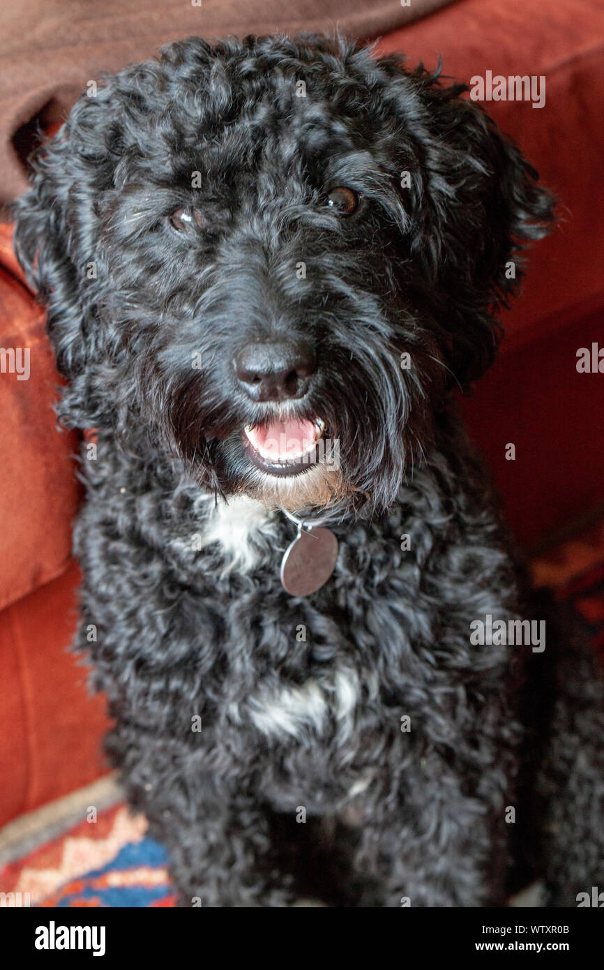 Cute black white cockapoo hi-res stock photography and images - Alamy