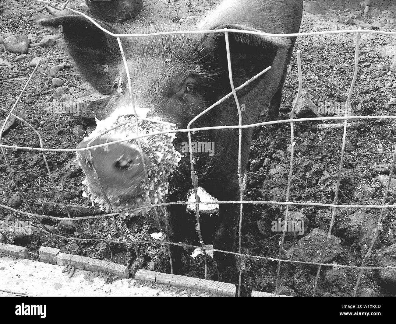 Messy pig hi-res stock photography and images - Alamy