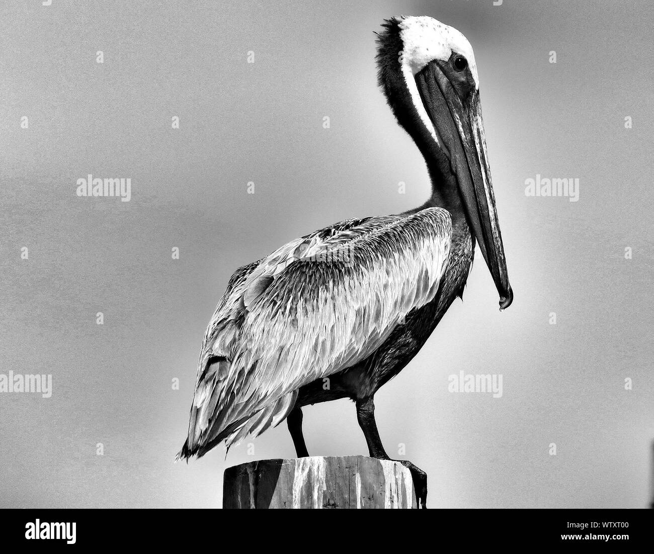 Side view pelican hi-res stock photography and images - Alamy