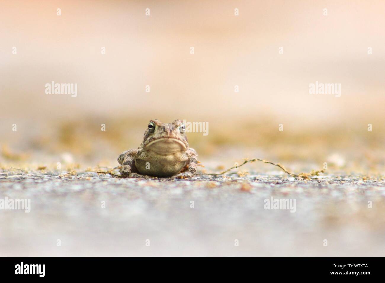 Frog eye level hi-res stock photography and images - Alamy