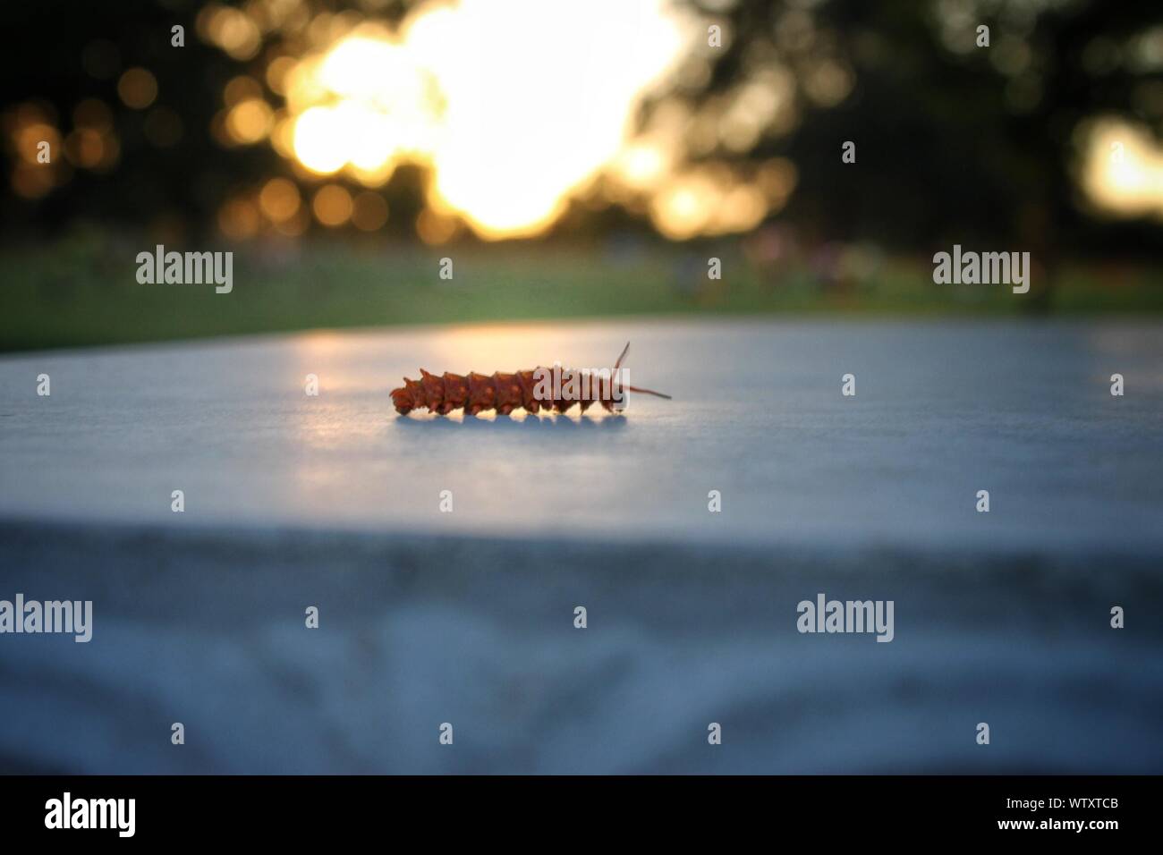 Caterpillar Feature High Resolution Stock Photography and Images - Alamy