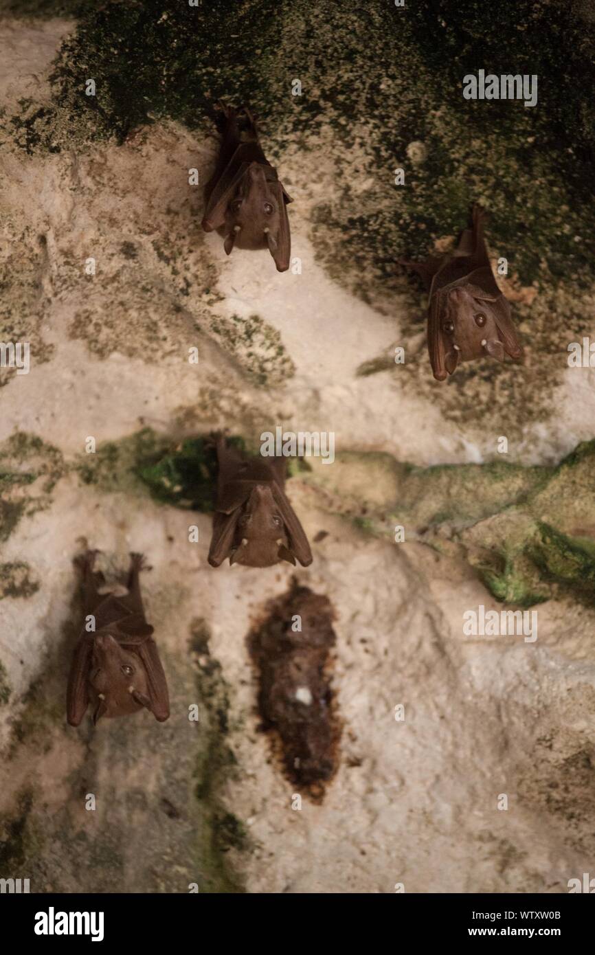 Bats cave people hi-res stock photography and images - Alamy