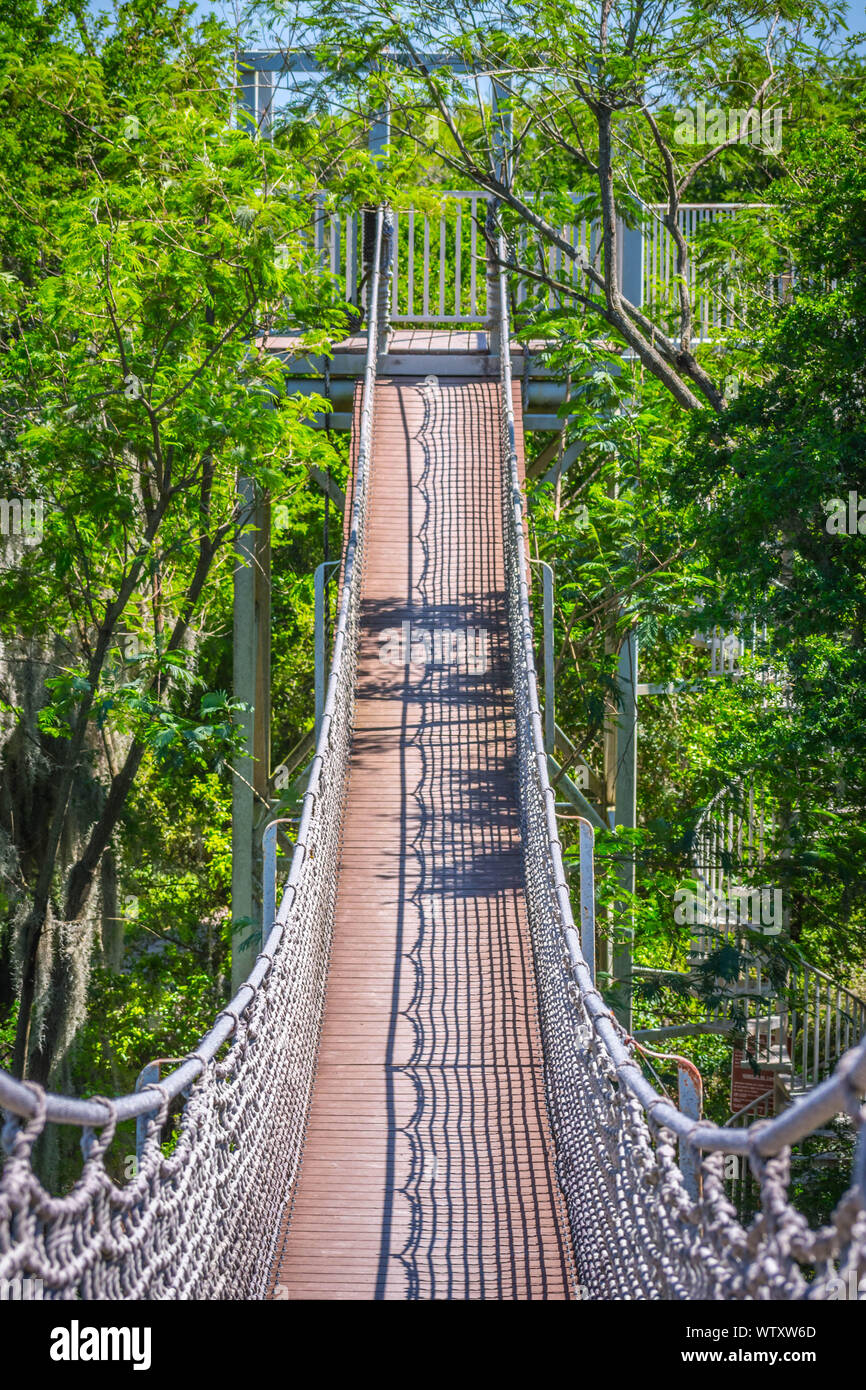 Texas trees canopy hi-res stock photography and images - Alamy