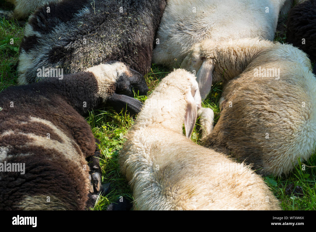 Sheep rest in the grass Stock Photo - Alamy