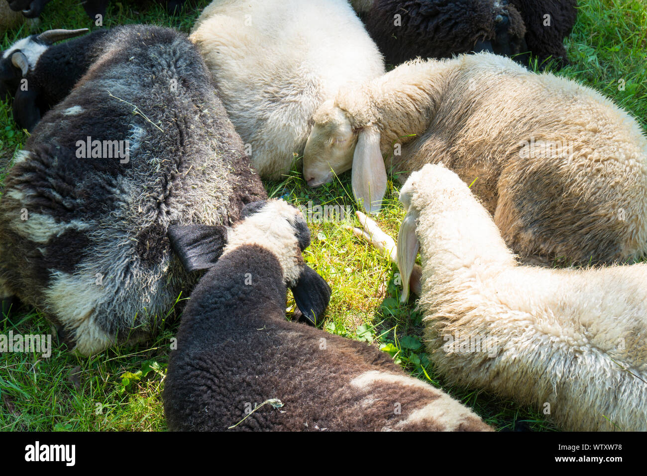 Sheep rest hi-res stock photography and images - Alamy