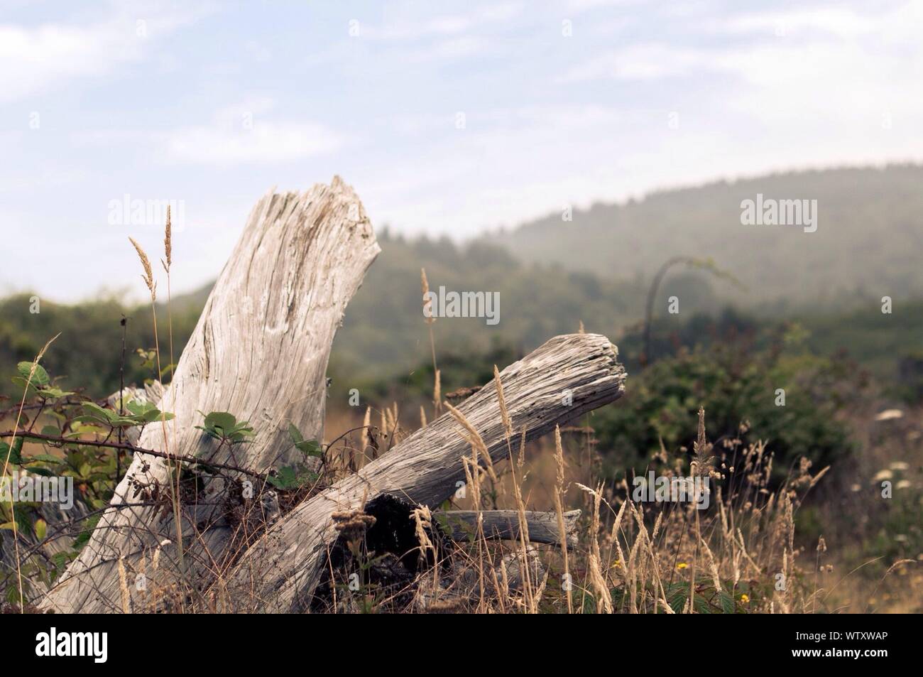 Broken log hi-res stock photography and images - Alamy