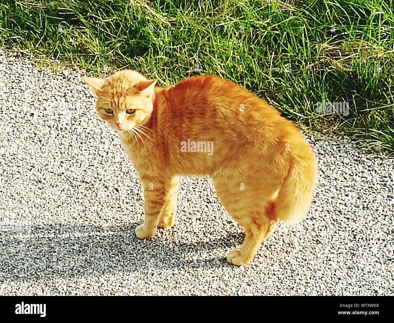 Ginger cat side on hi-res stock photography and images - Alamy