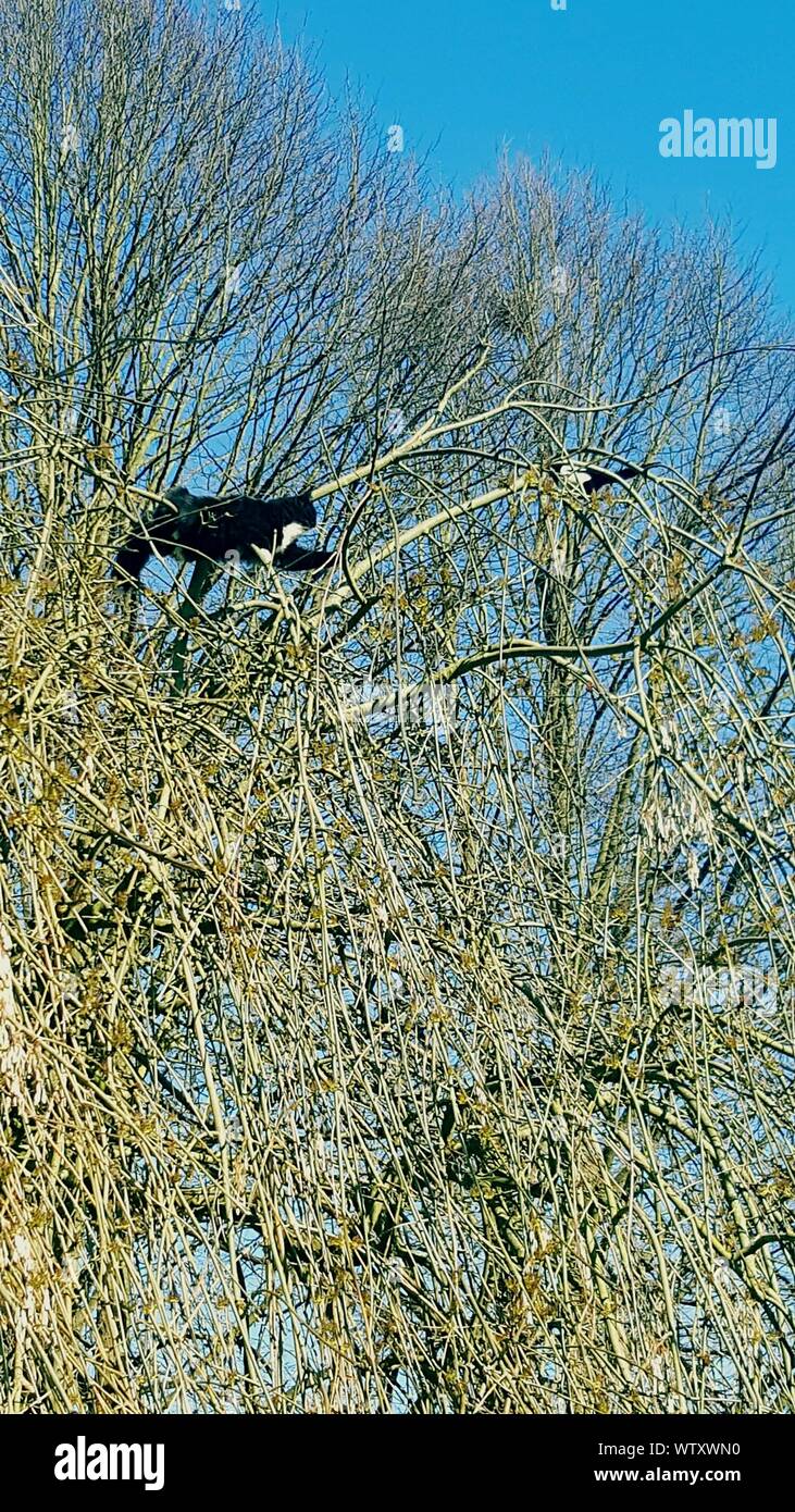 Bicolor Tree High Resolution Stock Photography and Images - Alamy
