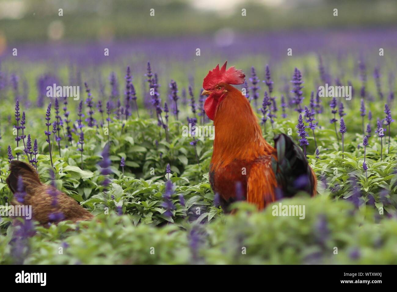 Rooster looking hi-res stock photography and images - Alamy