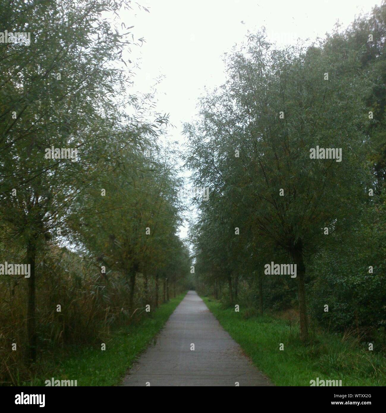 Trees single hi-res stock photography and images - Alamy